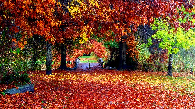 Rake and Run – Wesley United Methodist Church